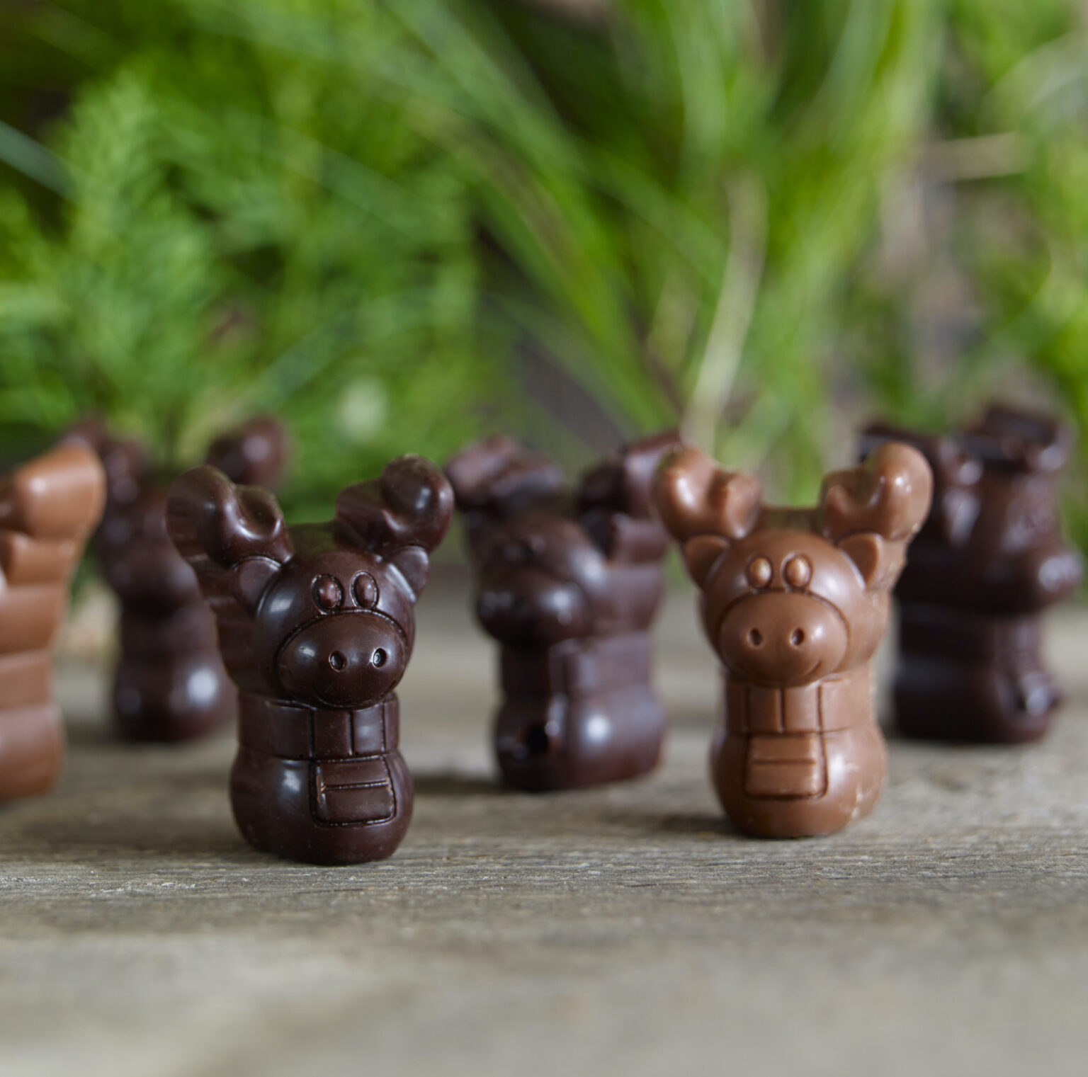 Mini Maine Moose | Chocolate Moose | Specialty Sweets